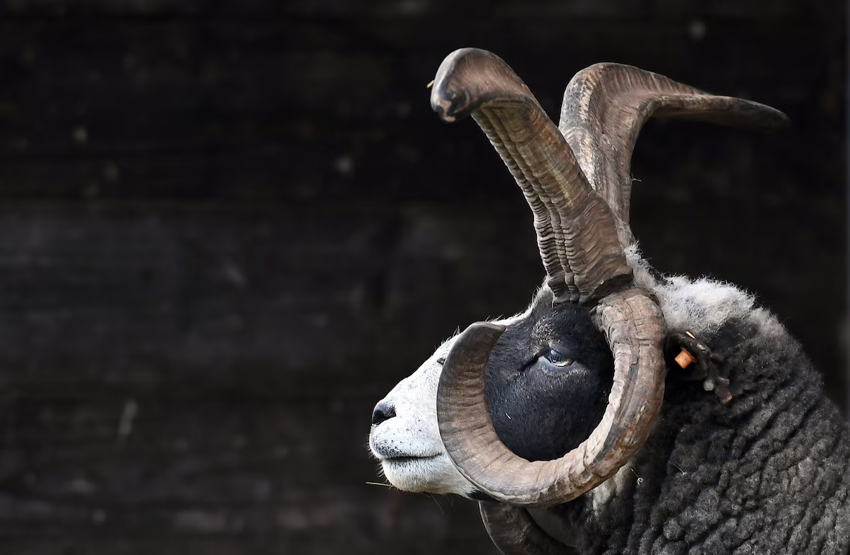 How rare sheep from biblical times may help kids with a deadly genetic ...